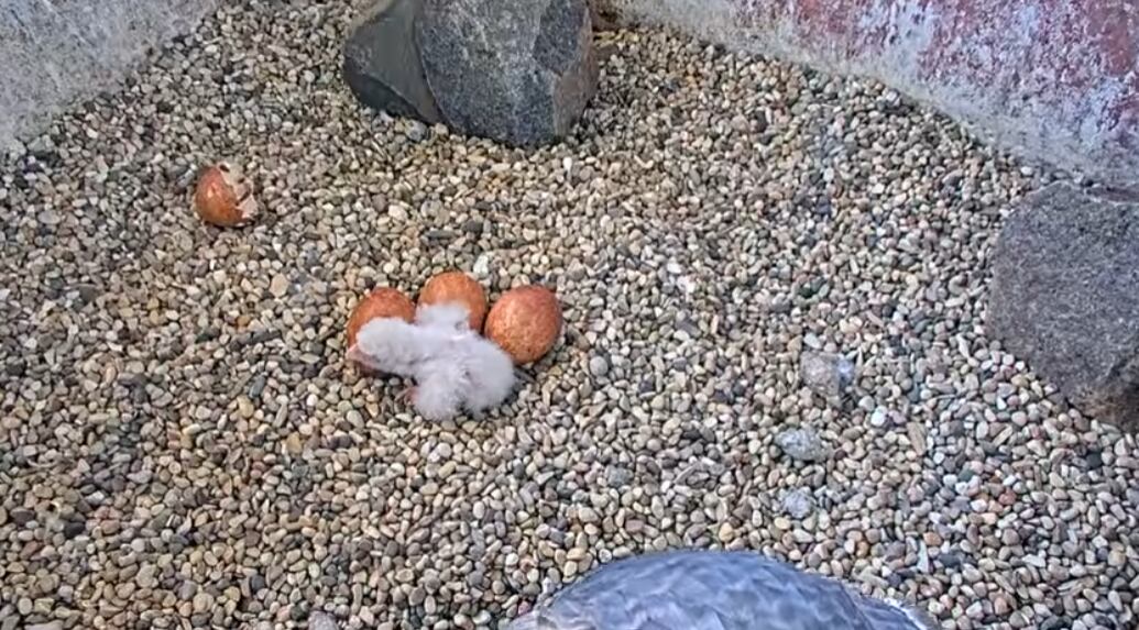 WPS falcon chicks banded with real-time tracking devices