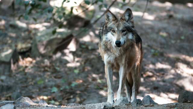 The last ... to truly roam freely: Wolf makes rare crossing through US ...