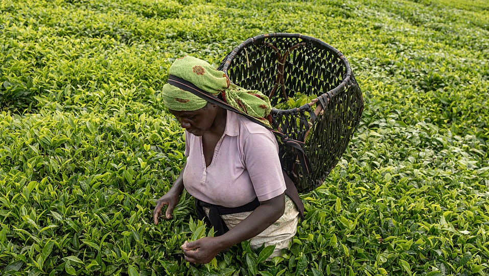 Climate change threatens taste and supply of British tea