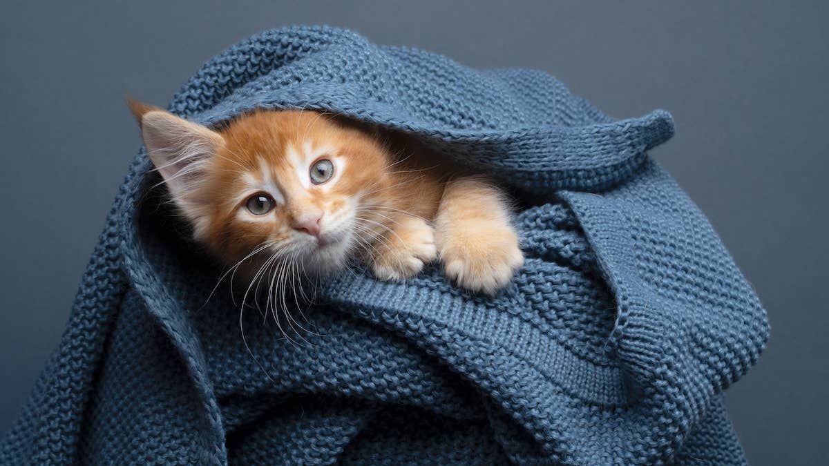 Adorable DIY sock kitten is the cozy surprise cats and dogs didn't know ...
