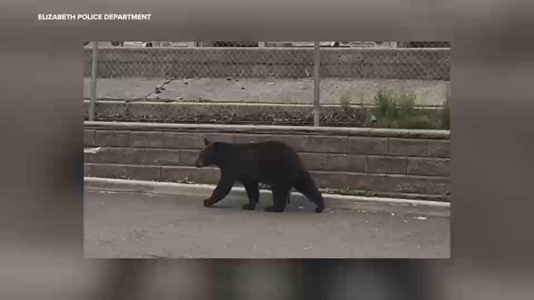 160-pound napping bear lured out of tree in Elizabeth neighborhood with ...
