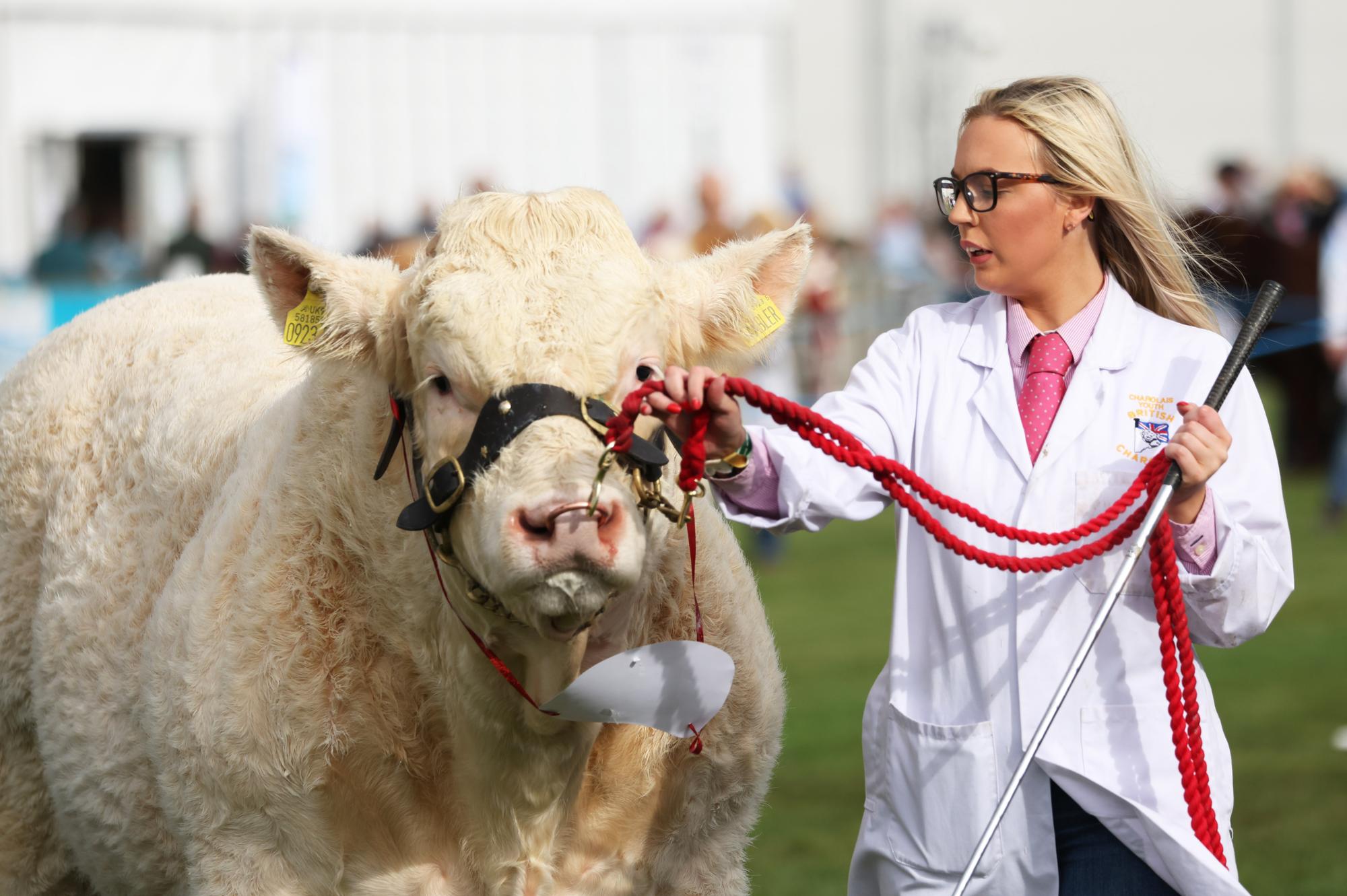 Balmoral Show 2026 at Eikon Exhibition Centre, Lisburn: More livestock ...