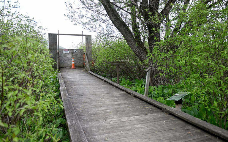 How should Millbrook Marsh's boardwalk be replaced? Community input sought