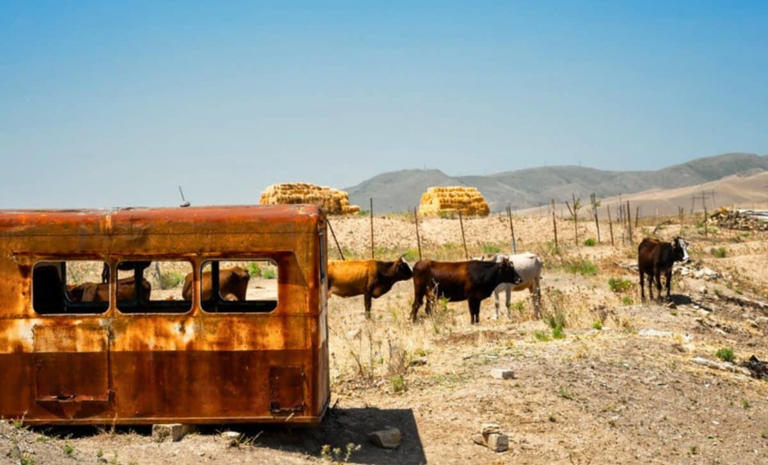 A Farmer Abandoned Five Cows on a Remote Island in 1871. 130 Years ...