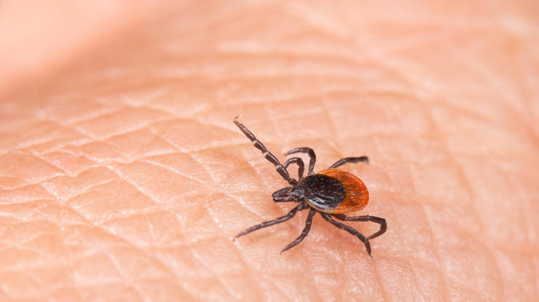 Goodbye, ticks: Consumer Reports just ranked the best tick repellents ...