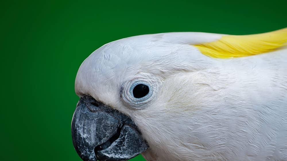This cockatoo knows exactly what the camera is—and he 'asks' to be filmed