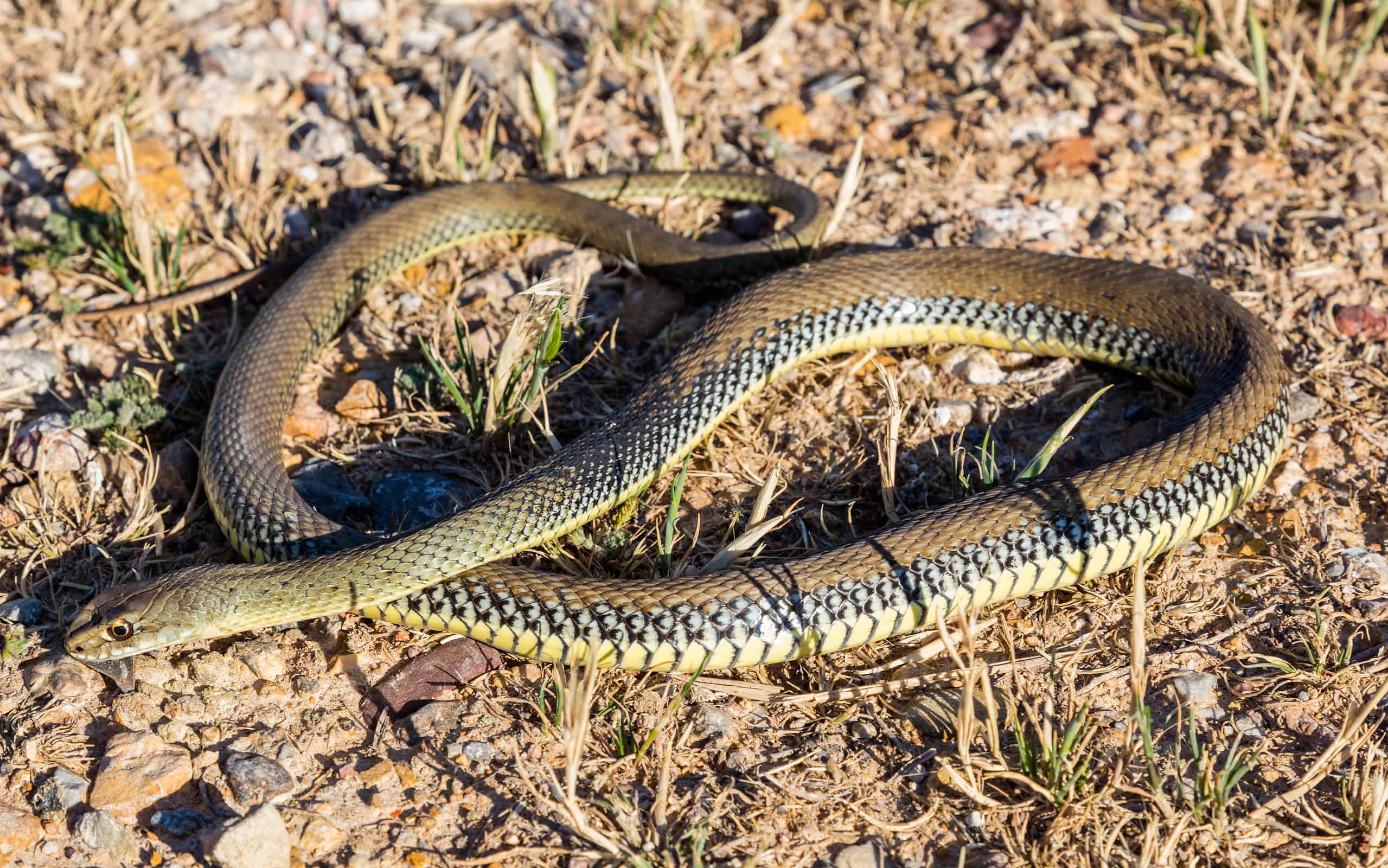Afraid of snakes? These smells could be attracting them to your yard