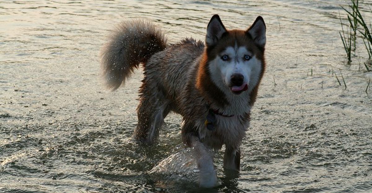 12 overly excited dog breeds that lose their minds meeting people – is ...