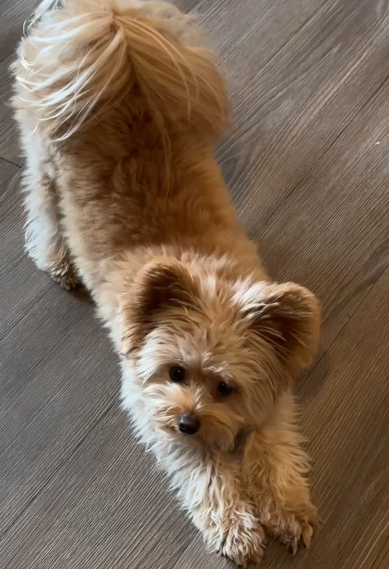 What is he talking about? Understanding Pomapoo puppies