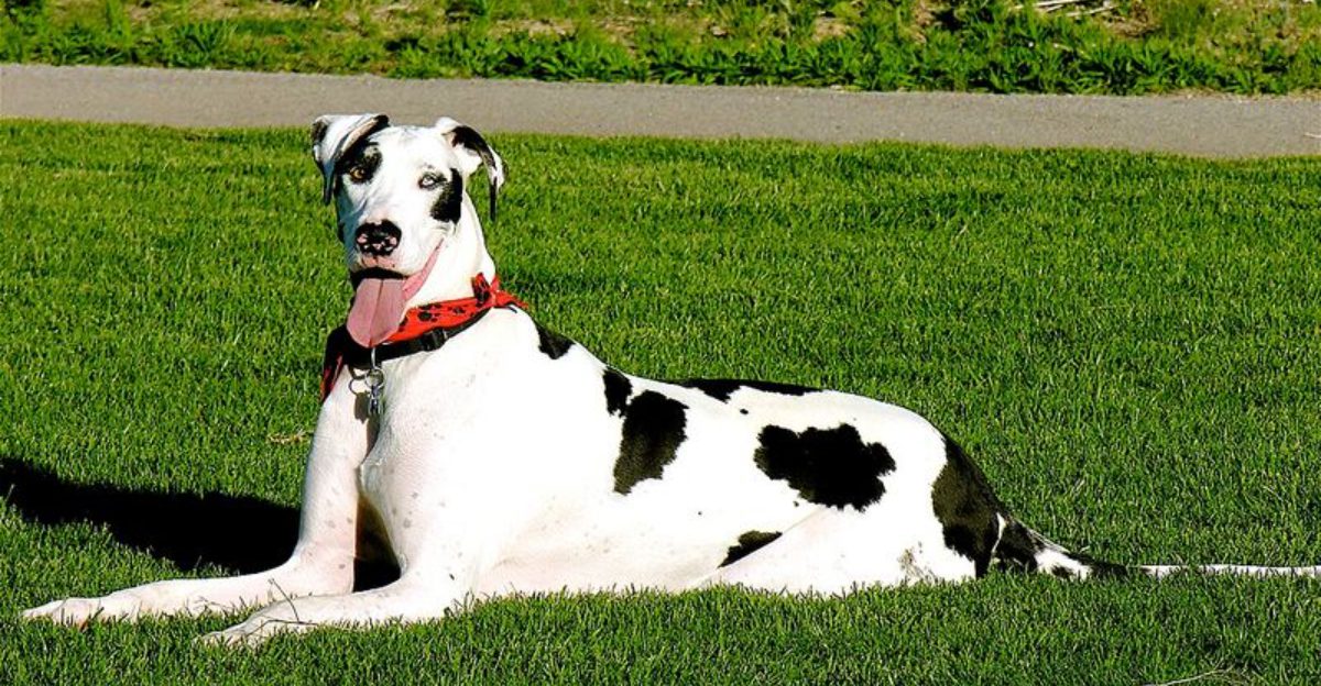10 dog breeds that drain your patience, energy, and savings fast