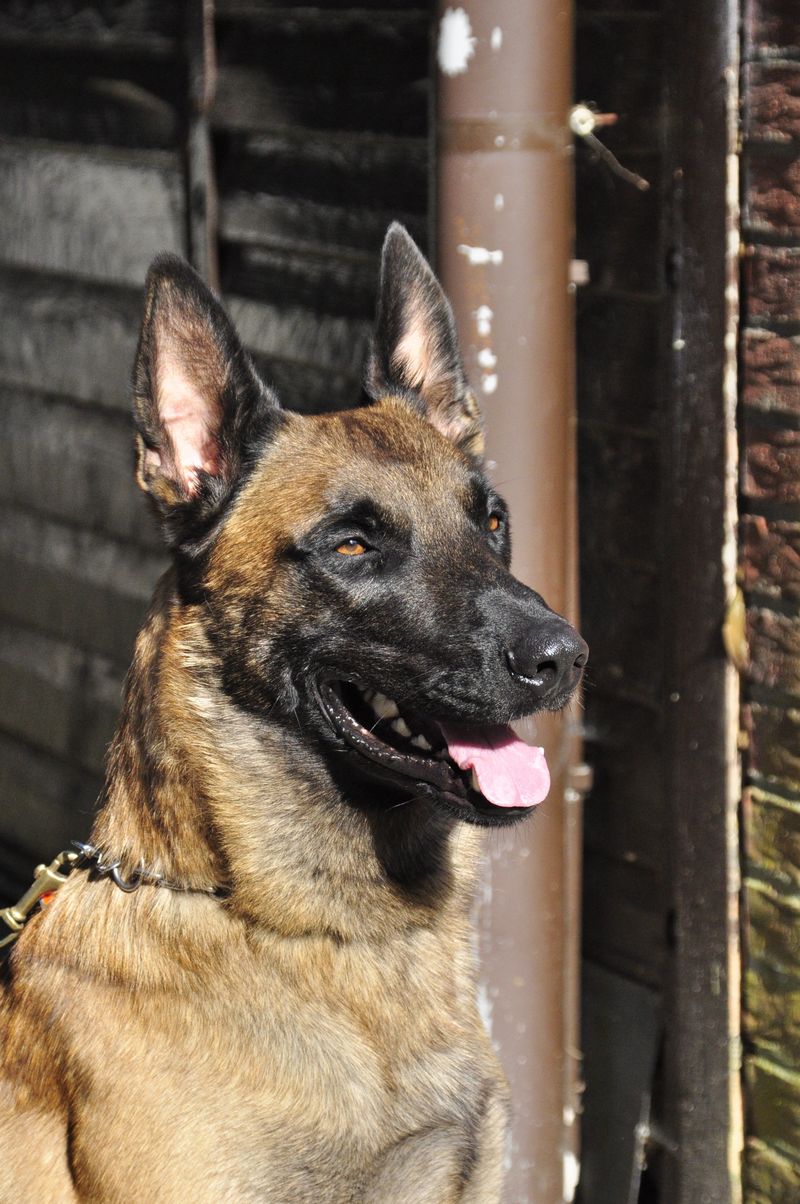 10 dog breeds that drain your patience, energy, and savings fast