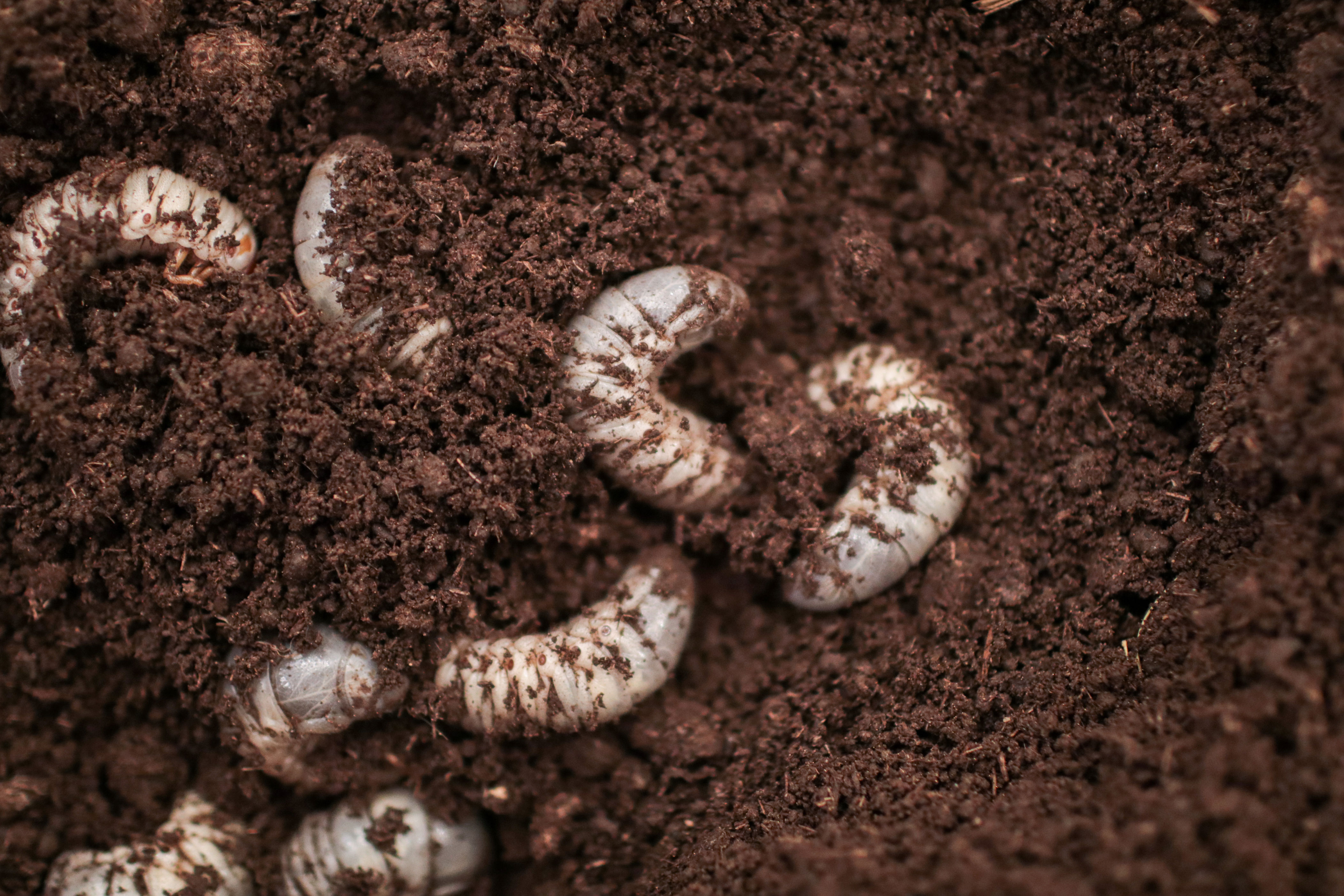 Dikke witte larven in de tuin? Dit simpele huismiddeltje is het ultieme ...