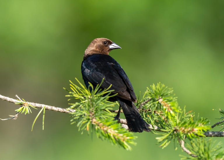 9 birds you don't want to spot flying near your yard