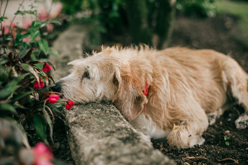 6 spring plants 'toxic' to dogs as RSCPA warns dog owners