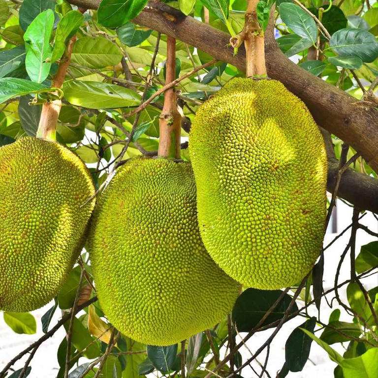 Is jackfruit a fruit or a vegetable?