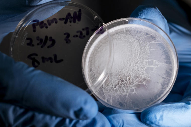 Solar-powered gel pulls drinking water from the air