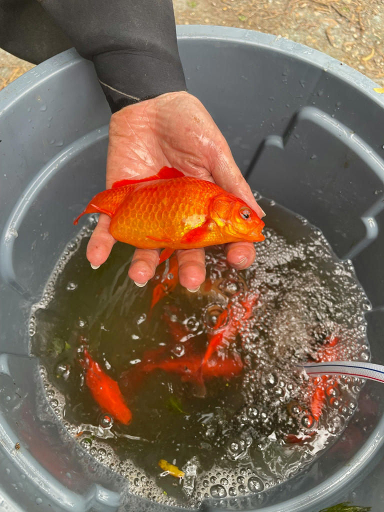 Goldfish release puts rare crucian carp project at risk