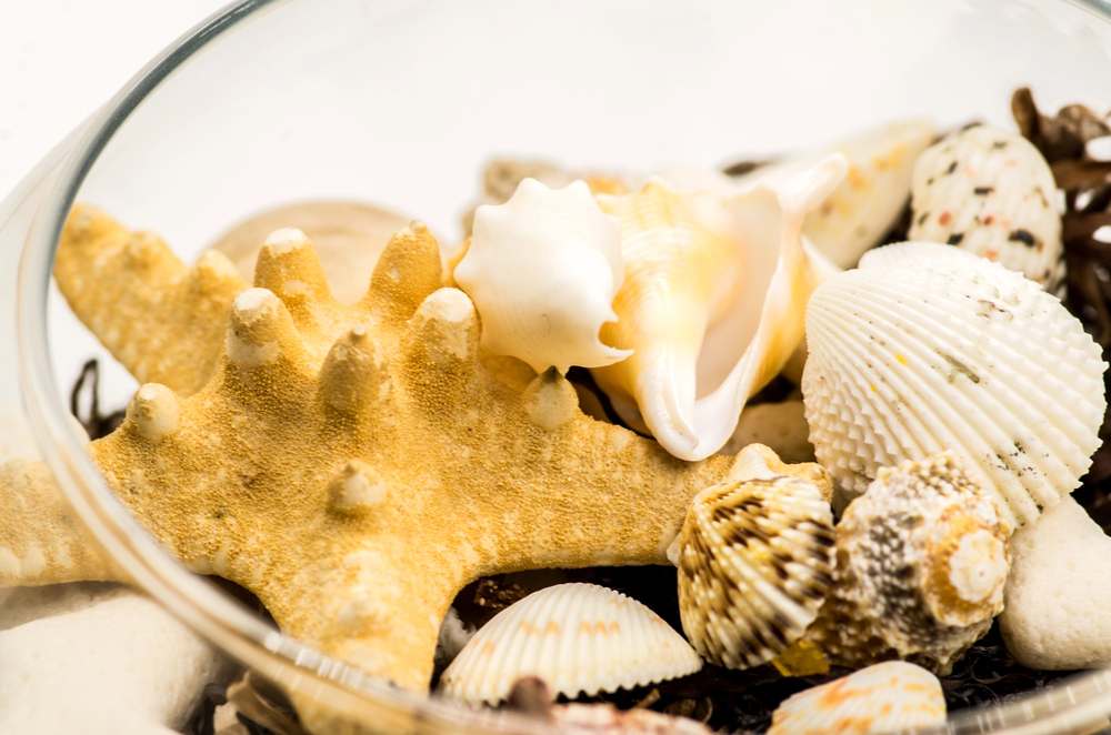 20 ideas for displaying seashells and beach finds at home
