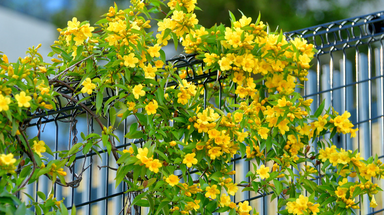 These climbing plants will turn your backyard into a butterfly haven