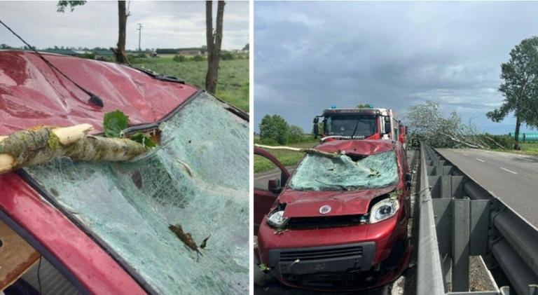 Incidente sulla Transpolesana, albero crolla e travolge un'auto ...