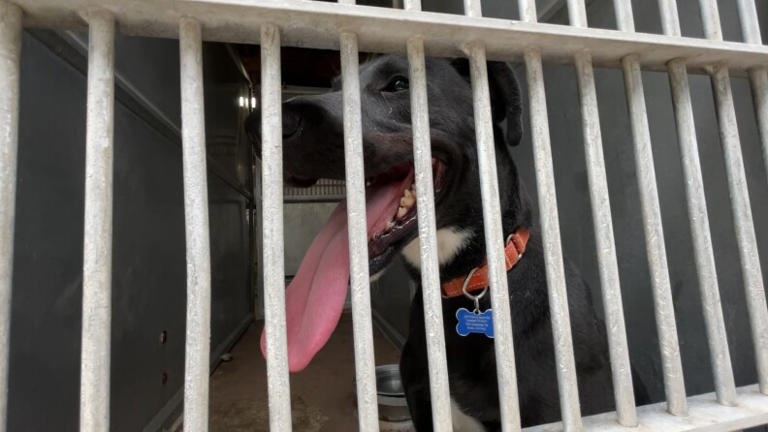 Dog euthanasia rate and staff turnover improve at county shelters, but ...