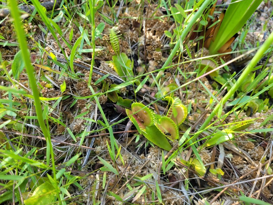 Venus flytraps at center of newly designed festival
