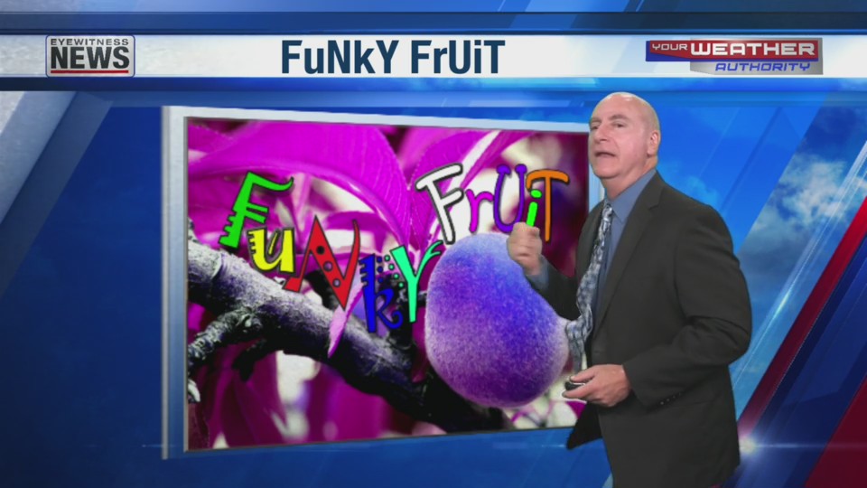 Funky fruit cat's pawberry