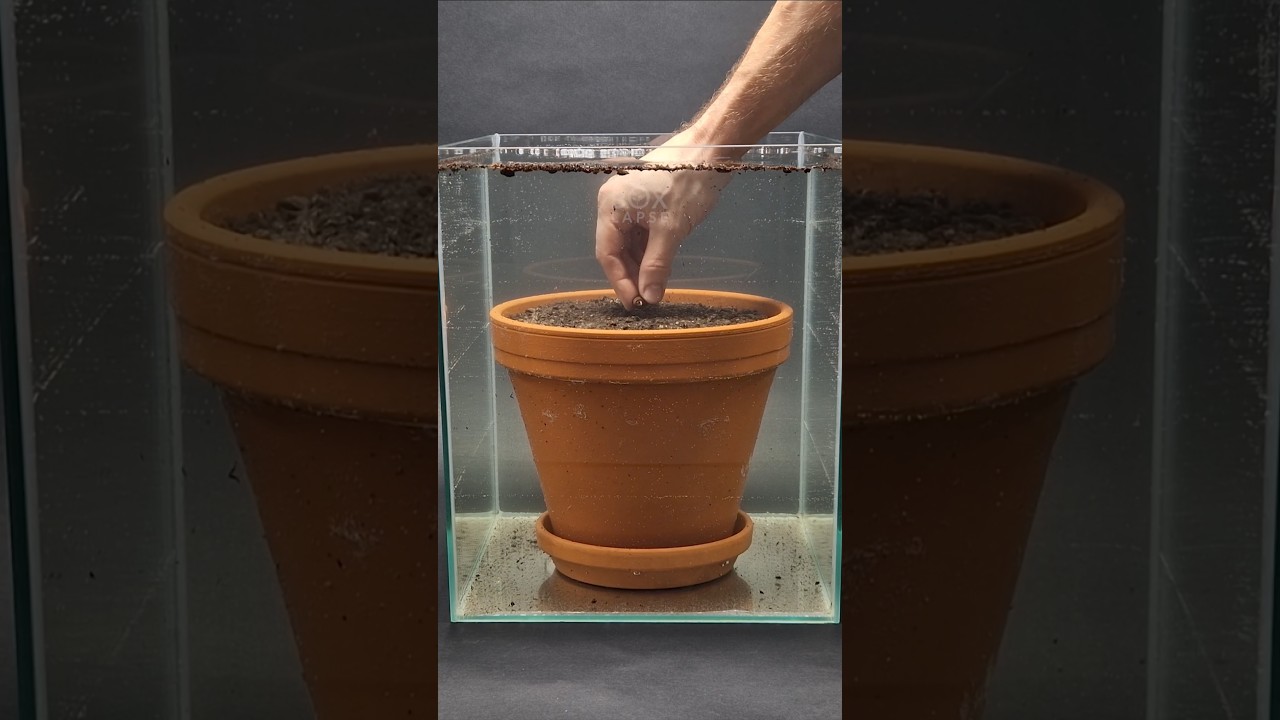 Lotus seed growing underwater time-lapse