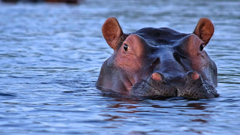 Safari boat spots ‘Moto Moto’ the hippo in the wild—and he’s definitely ...