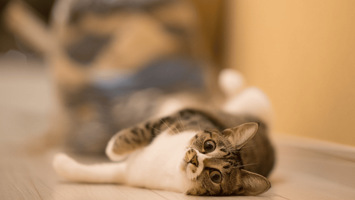 What cats feel and how they express it every day (because yes, they do ...