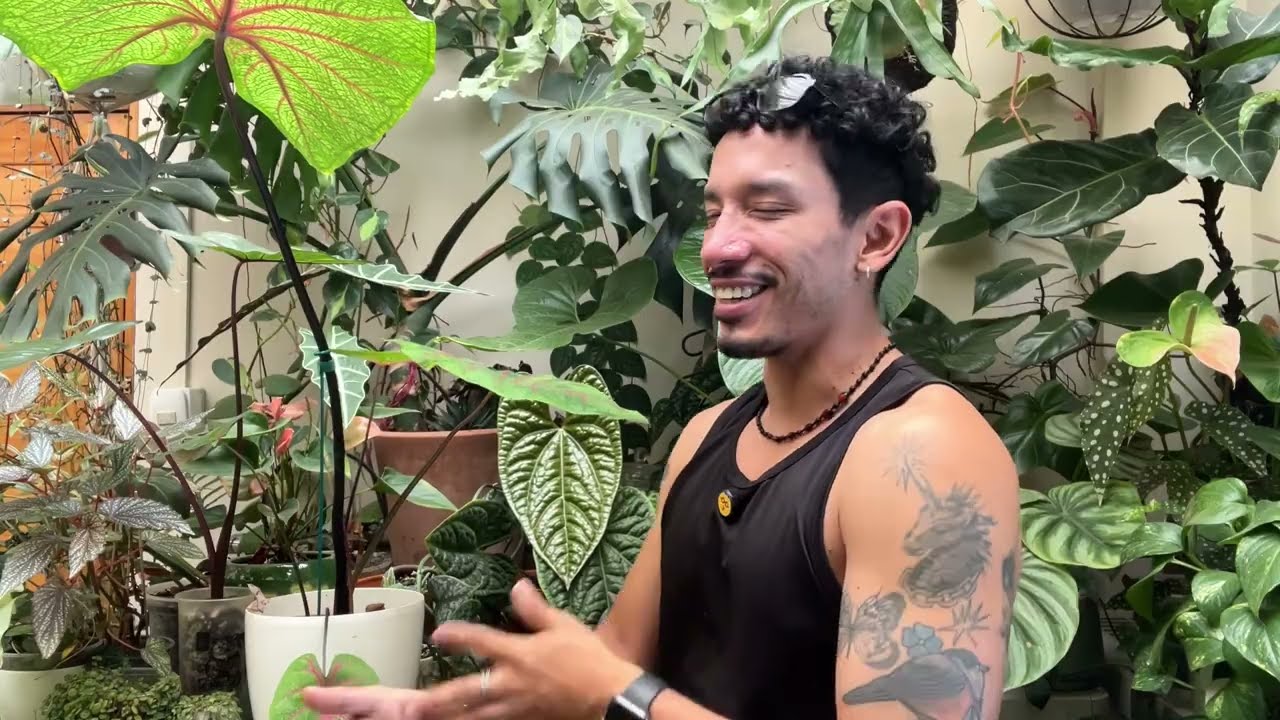 Cómo cuidar plantas de interior: rutina real y consejos efectivos para ...