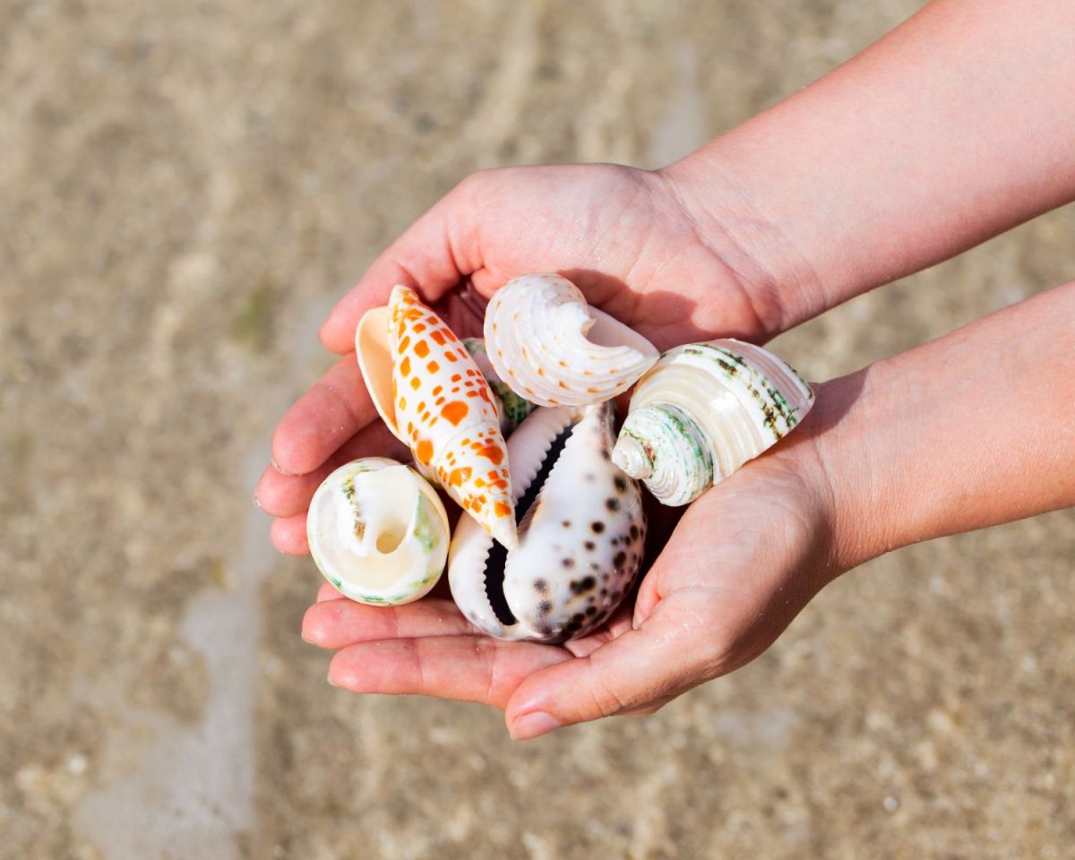 Muscheln sammeln: Vermeide diesen Fehler im Strandurlaub – hohe Strafen ...