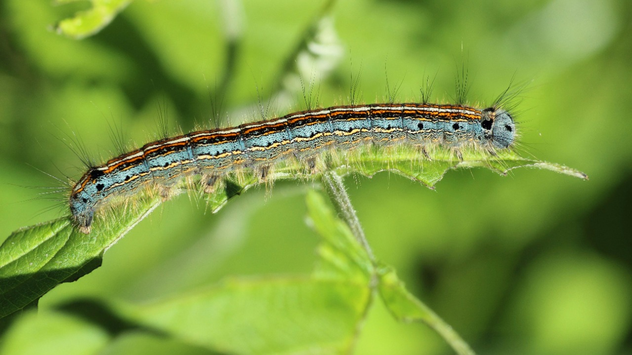 Oak trees fight back against caterpillar attacks by delaying leaf ...