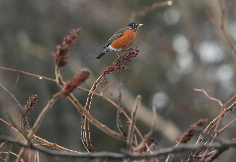 5.1M birds will fly over Michigan Monday. When to turn 'lights out'