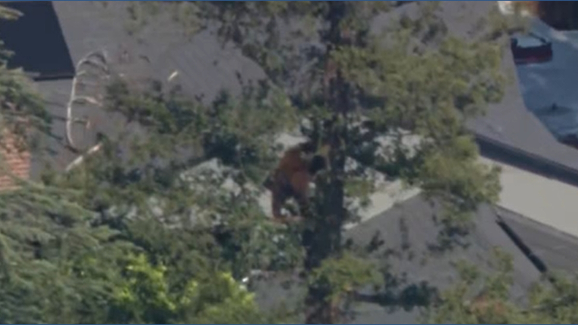 Wandering bear still in tree hours after first spotted