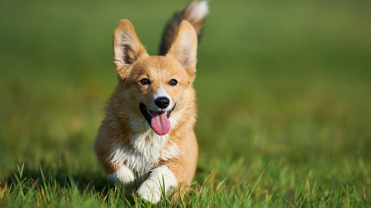 5 elegant dog breeds that were part of royal families
