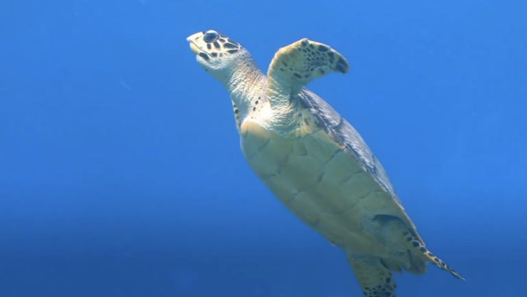How to survive being lost in the ocean