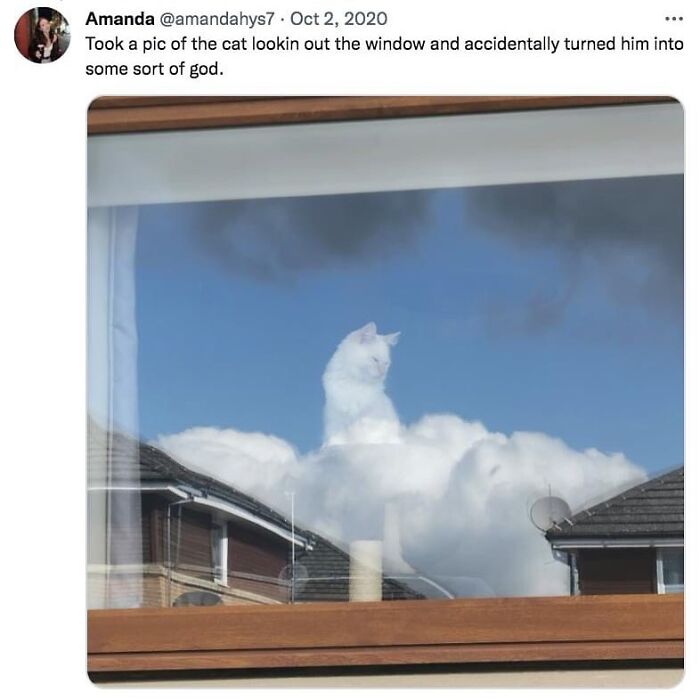 38 funny cat memes and moments caught on camera