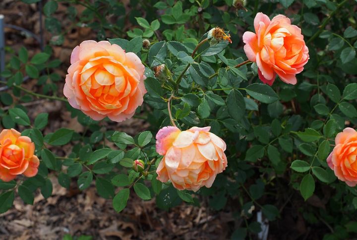 20 eye-catching roses that love to climb