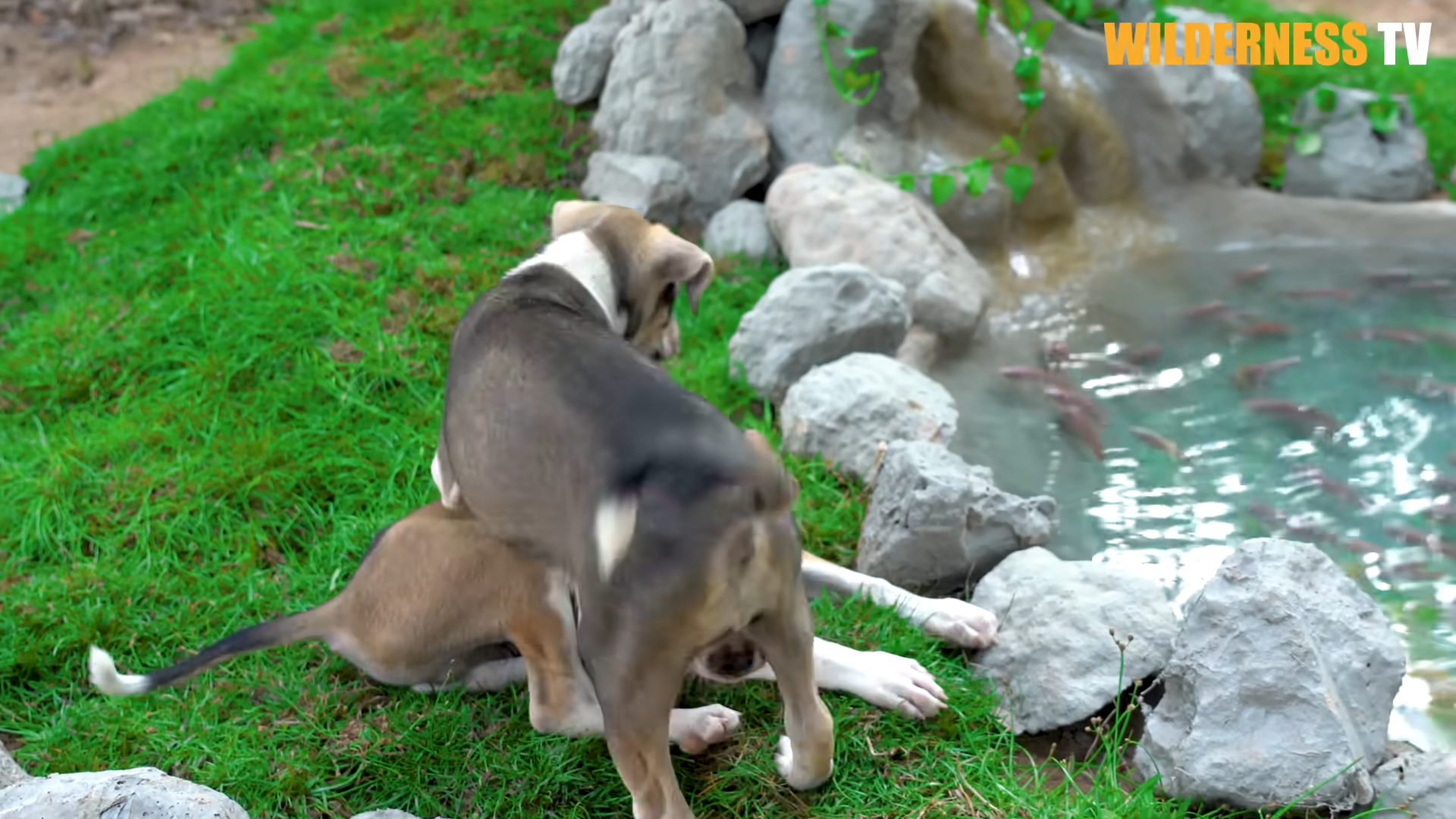 Watch what happens when rescued puppies finally feel safe and happy