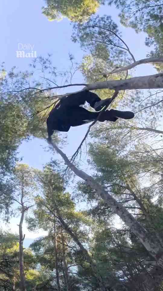 Man swings through trees with incredible real-life Tarzan skills