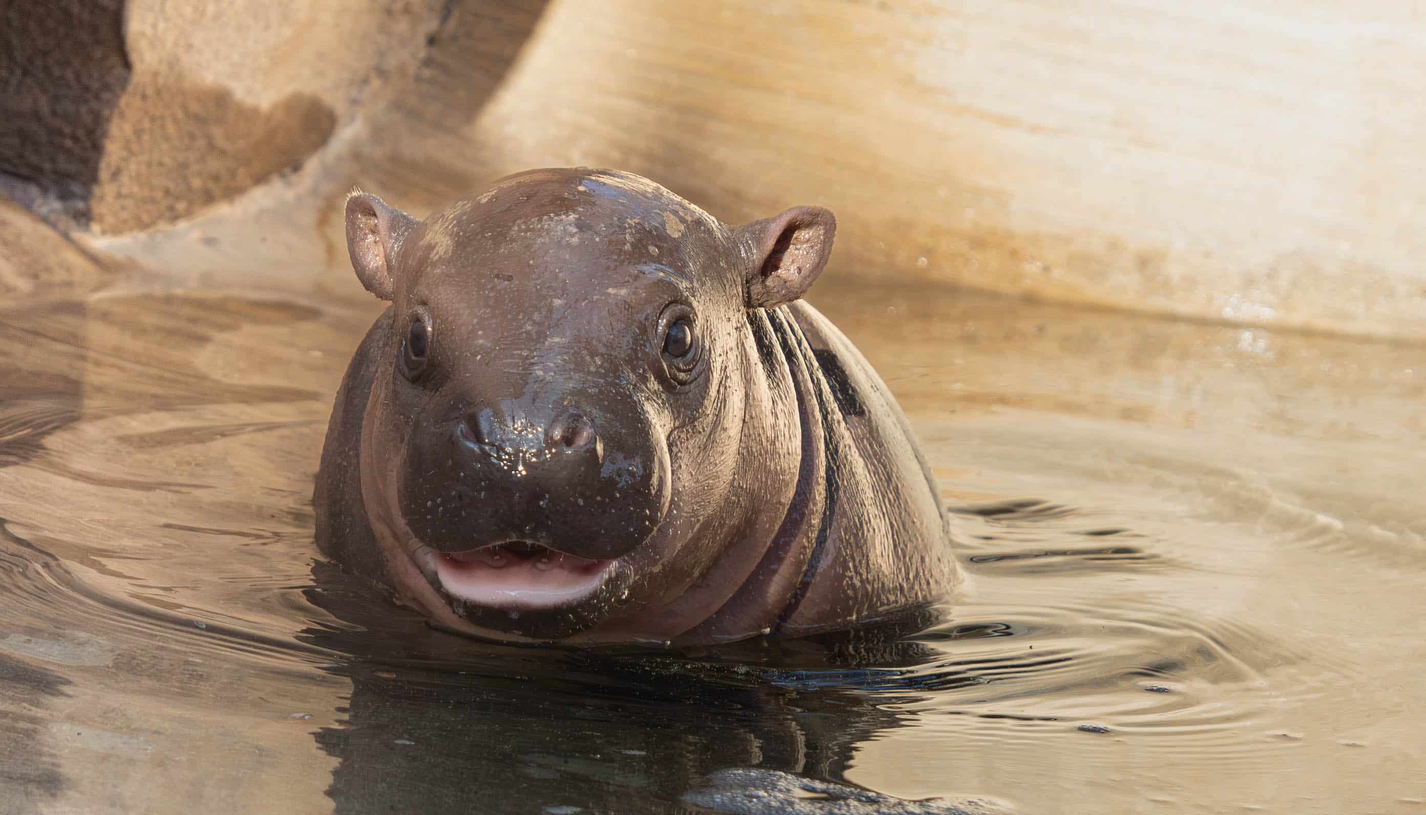 Hershey’s campaigned to name this rare baby hippo, but the public had ...