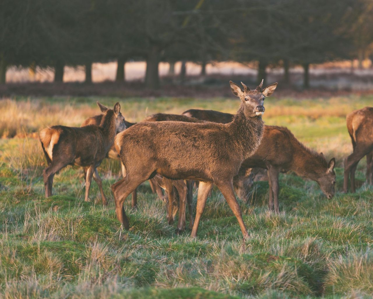 8 states where the deer population is growing faster than anyone expected
