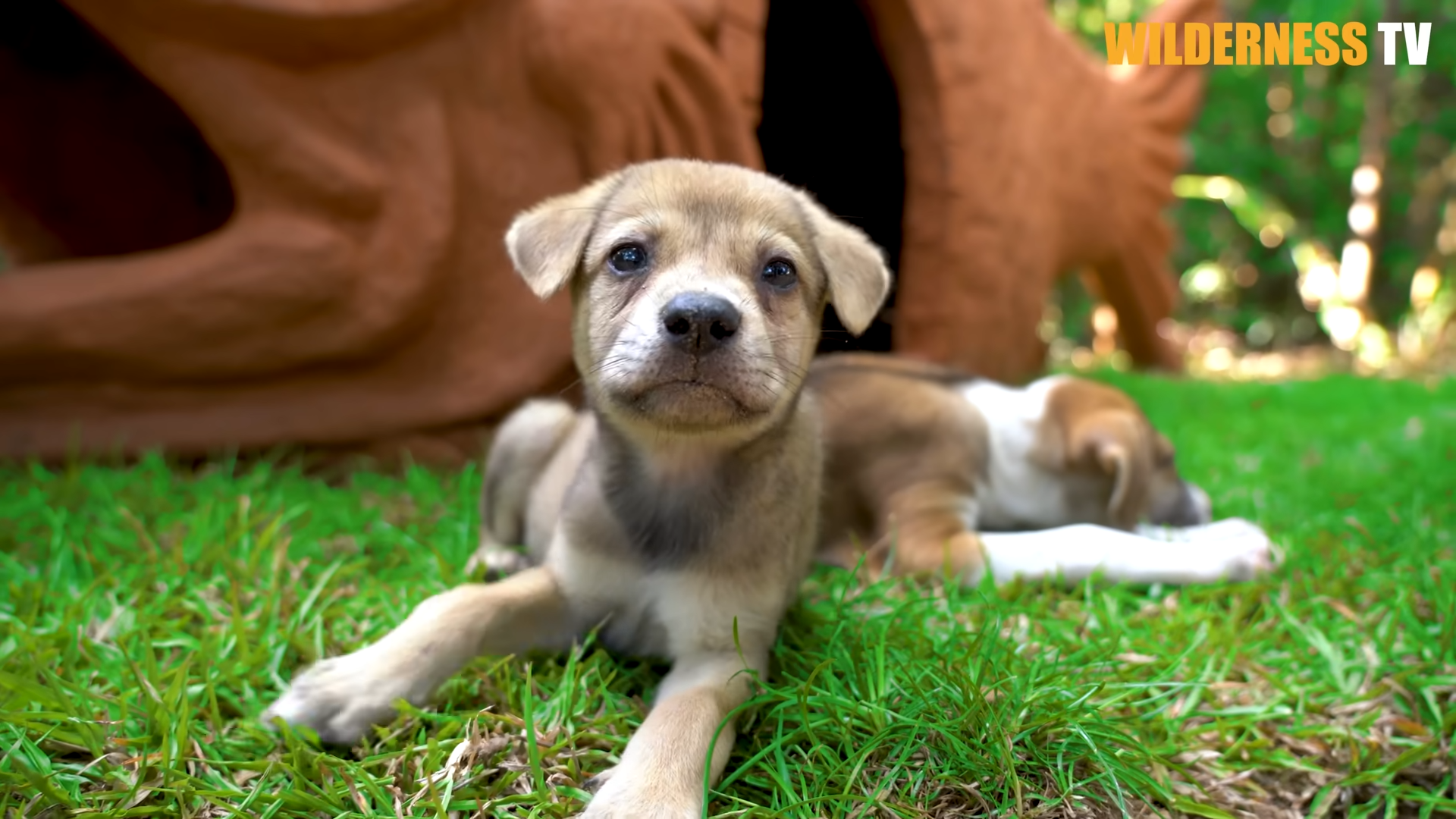 These abandoned puppies finally found a place to call home
