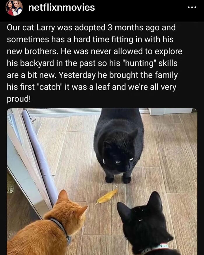 38 funny cat memes and moments caught on camera