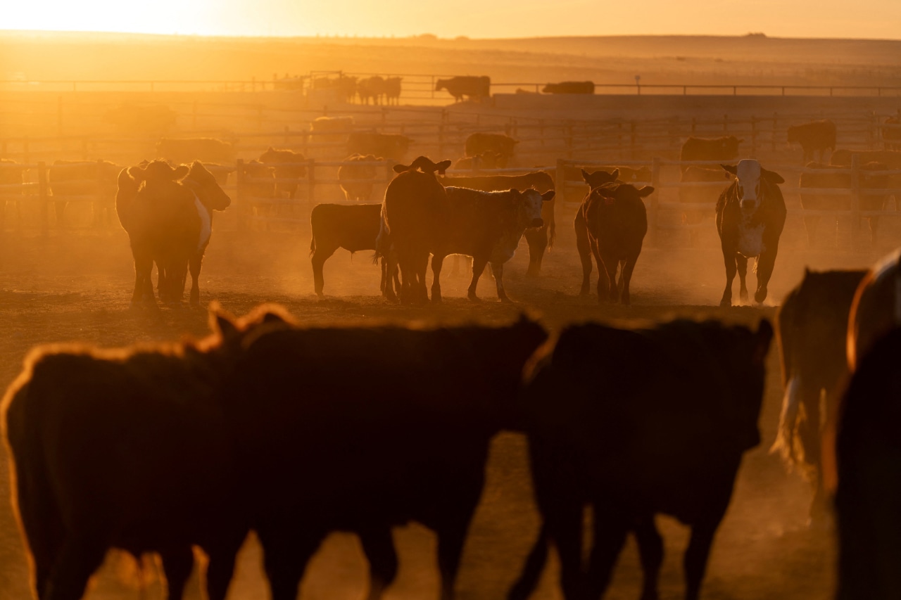 Trump delays move to lower tariffs on beef imports