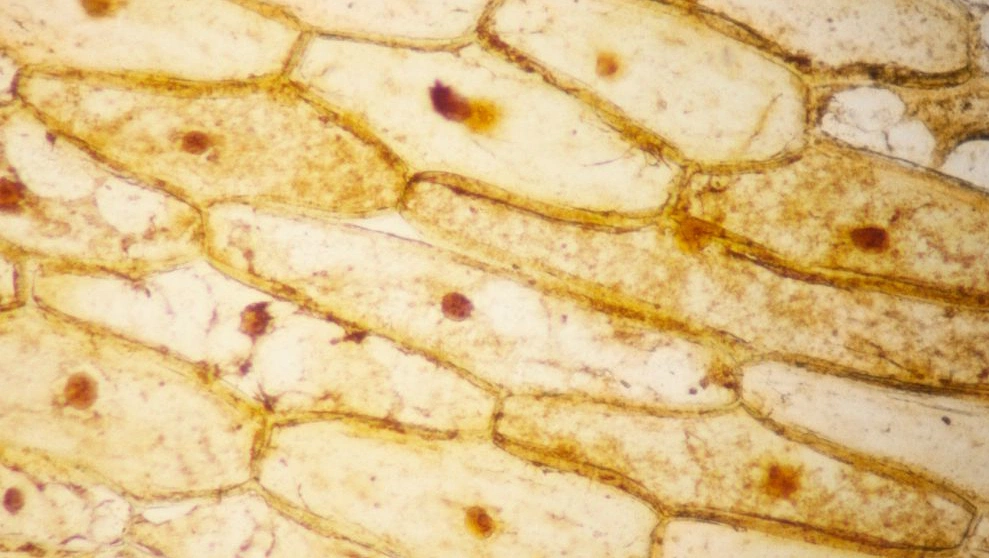 Inside the secret life of plant cells