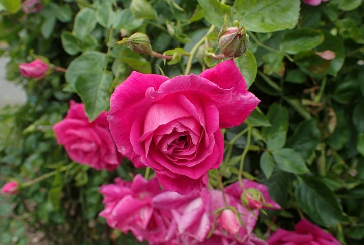 20 eye-catching roses that love to climb