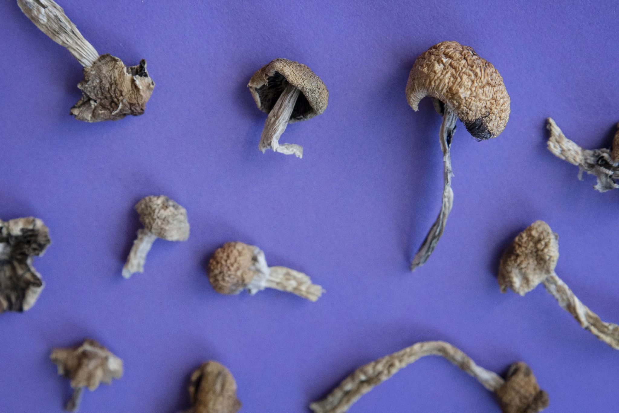 Magic mushrooms found to reduce cocaine addiction
