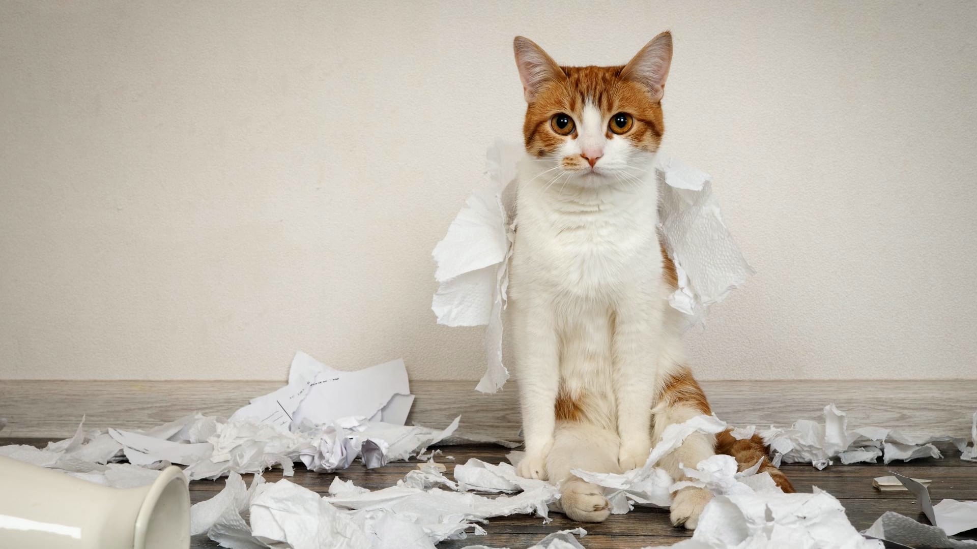 Como evitar que seu gato destrua a casa